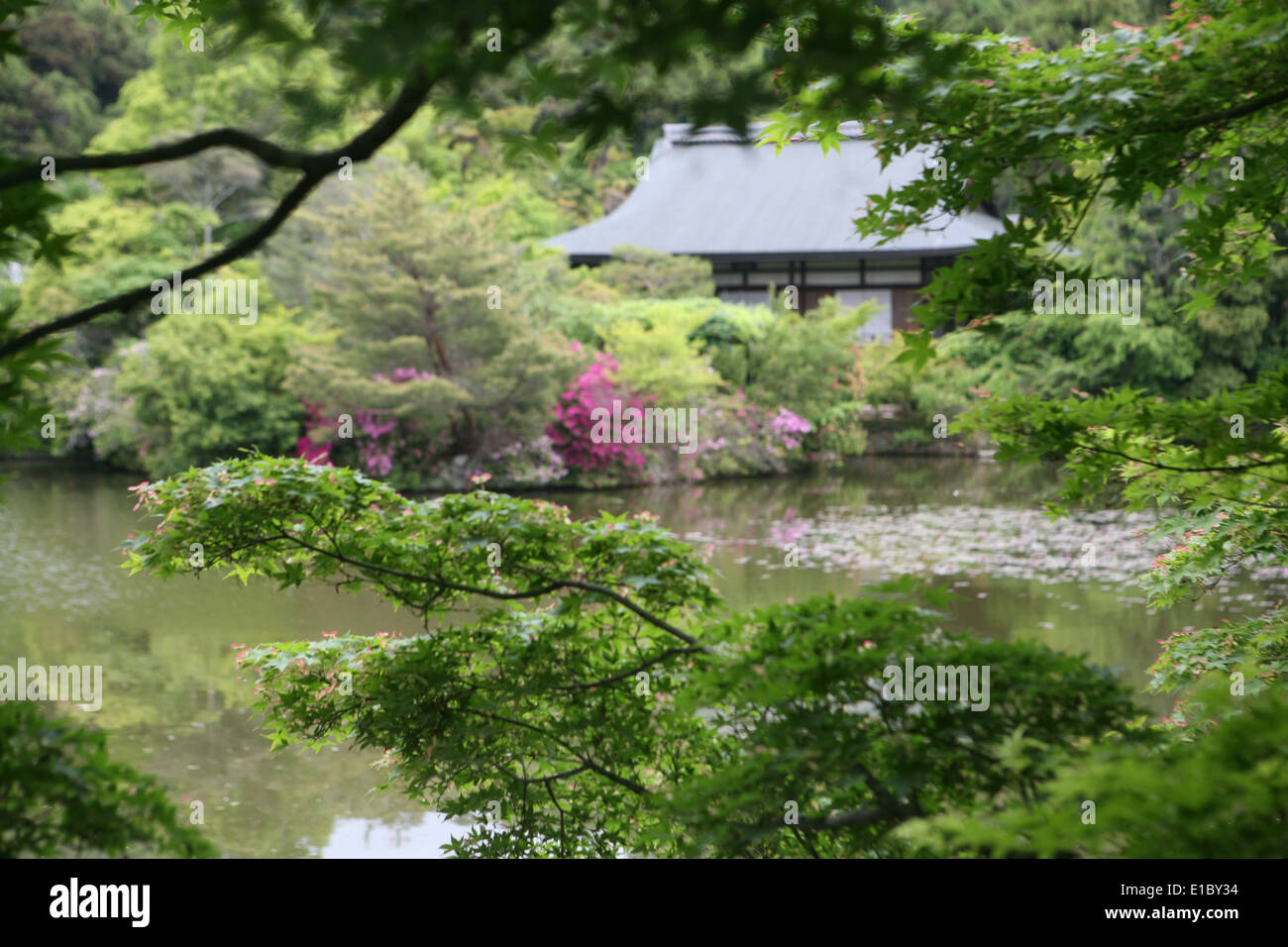 Shariden Kinkaku The golden pavilion, Rokuon-ji temple precinct Stock ...