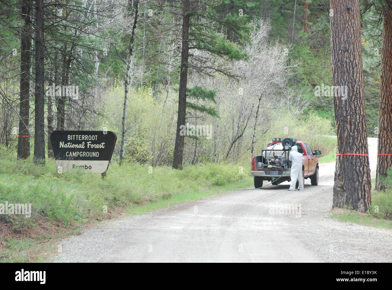 In 2011, Ponderosa Pine trees at Bitterroot National Forest campgrounds ...
