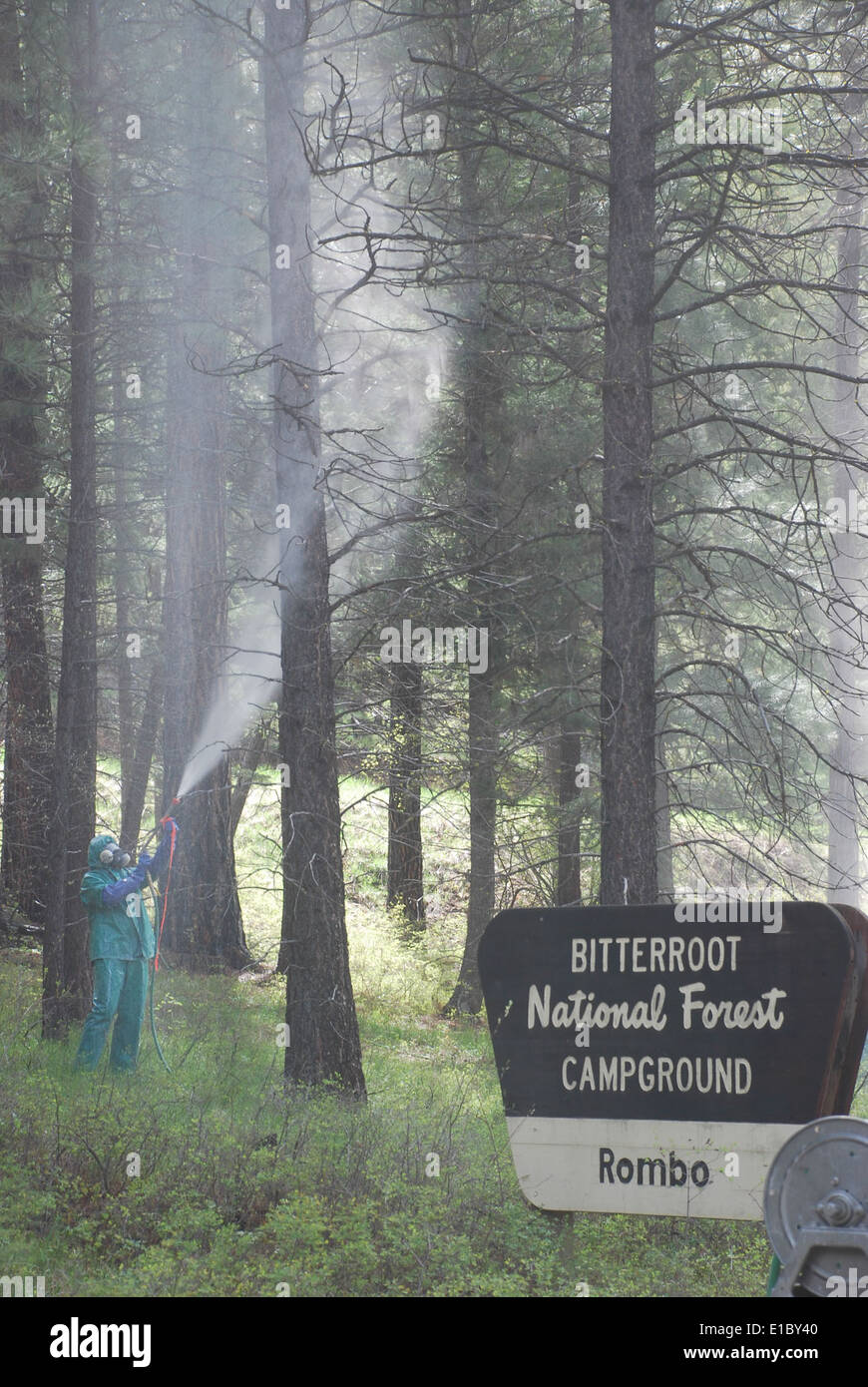 In 2011, Ponderosa Pine trees on the Bitterroot National Forest were ...