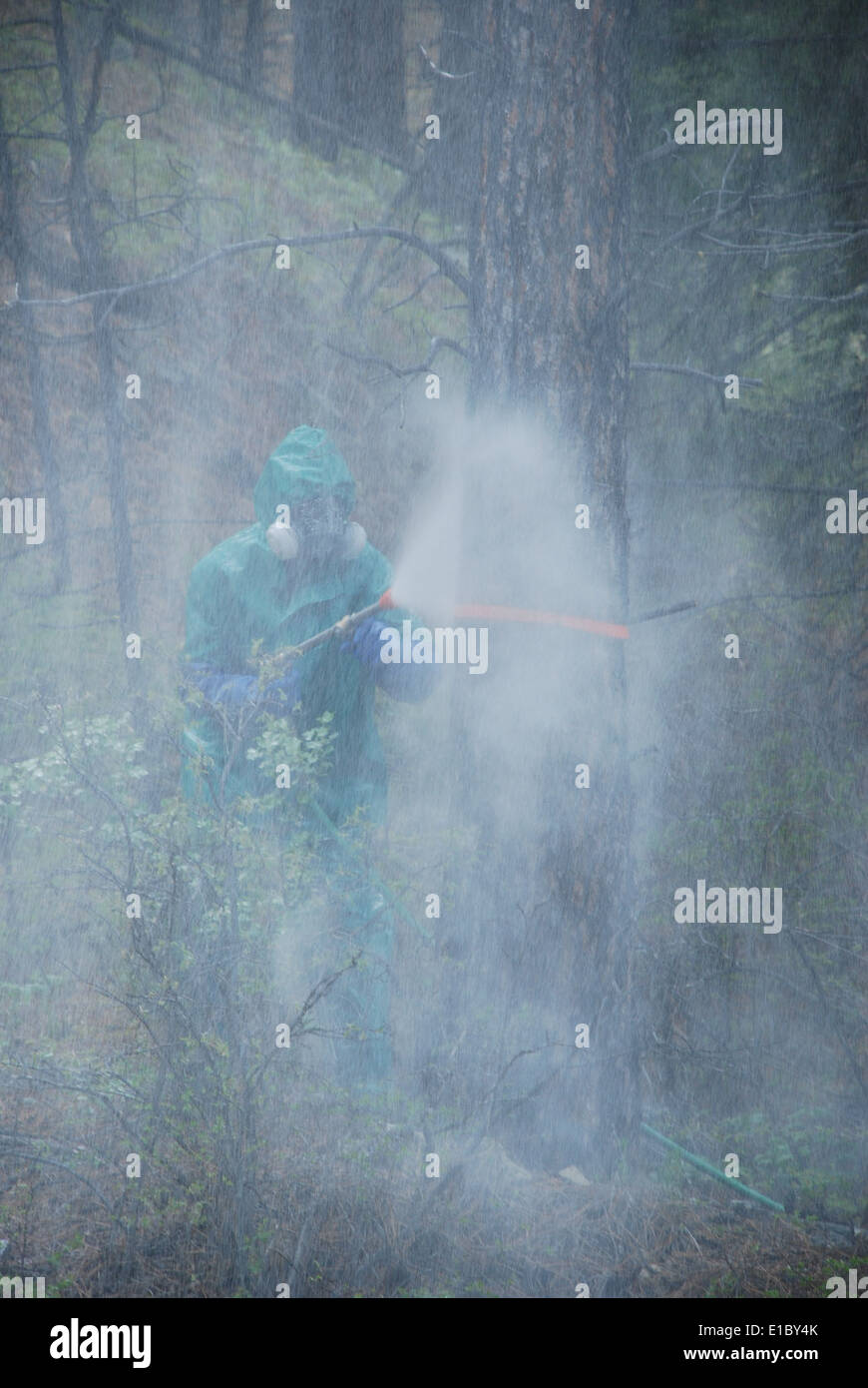 In 2011, Carbaryl insecticide was applied to Ponderosa Pine trees at ...