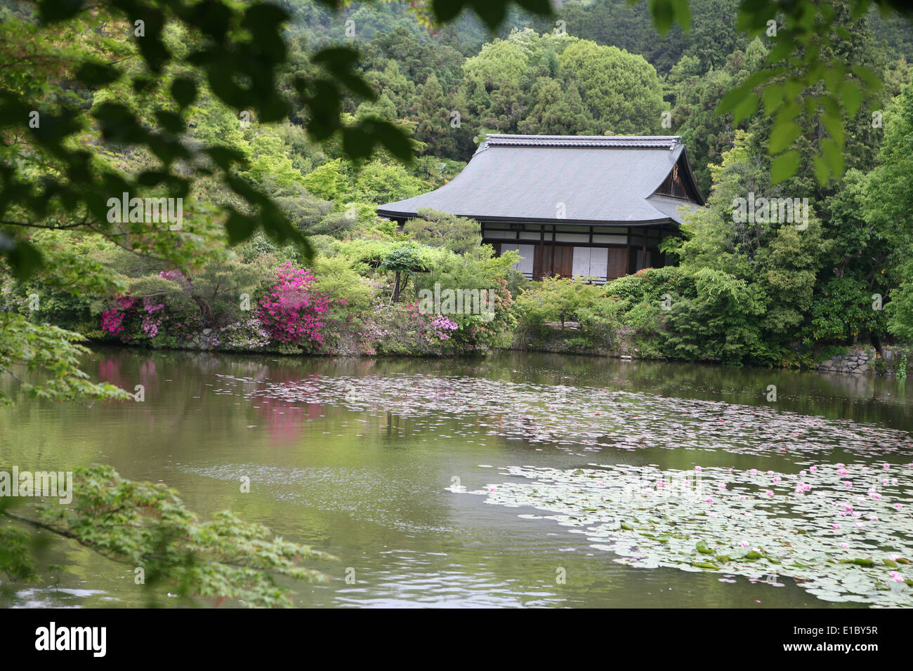 Shariden Kinkaku The golden pavilion, Rokuon-ji temple precinct Stock ...