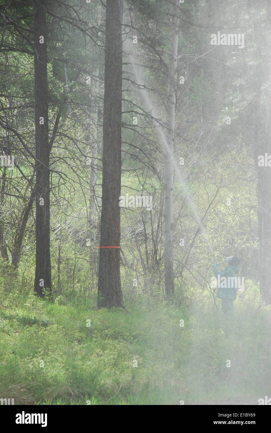 In 2011, the Bitterroot National Forest treated Ponderosa Pine trees ...