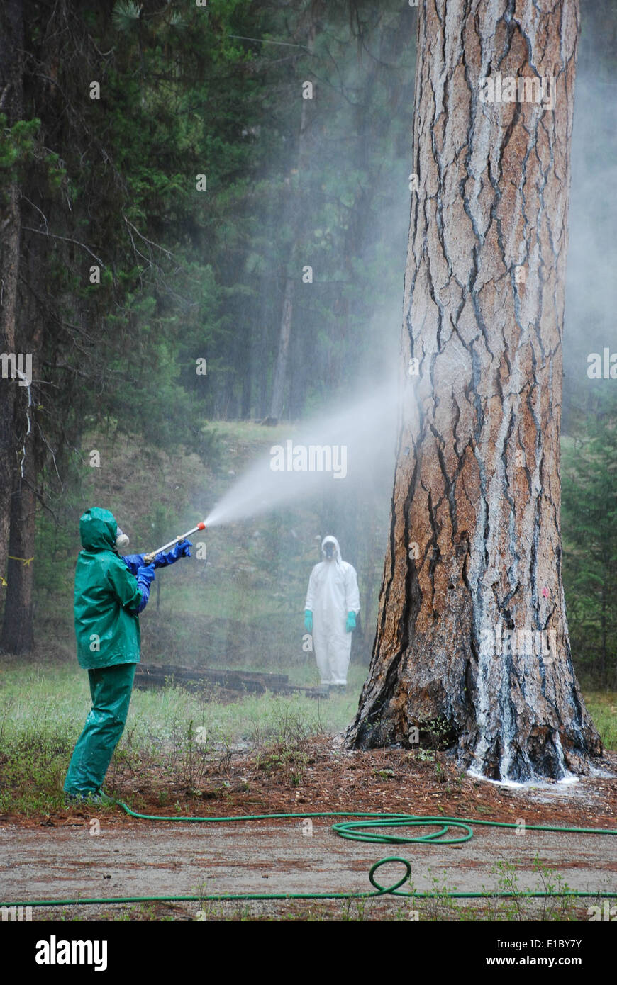 In 2011, Carbaryl insecticide was applied to Ponderosa Pine trees at ...