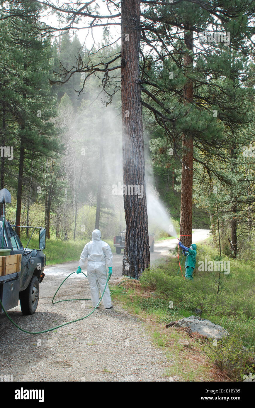 In 2011, Ponderosa Pine trees were treated with Carbaryl insecticide in ...