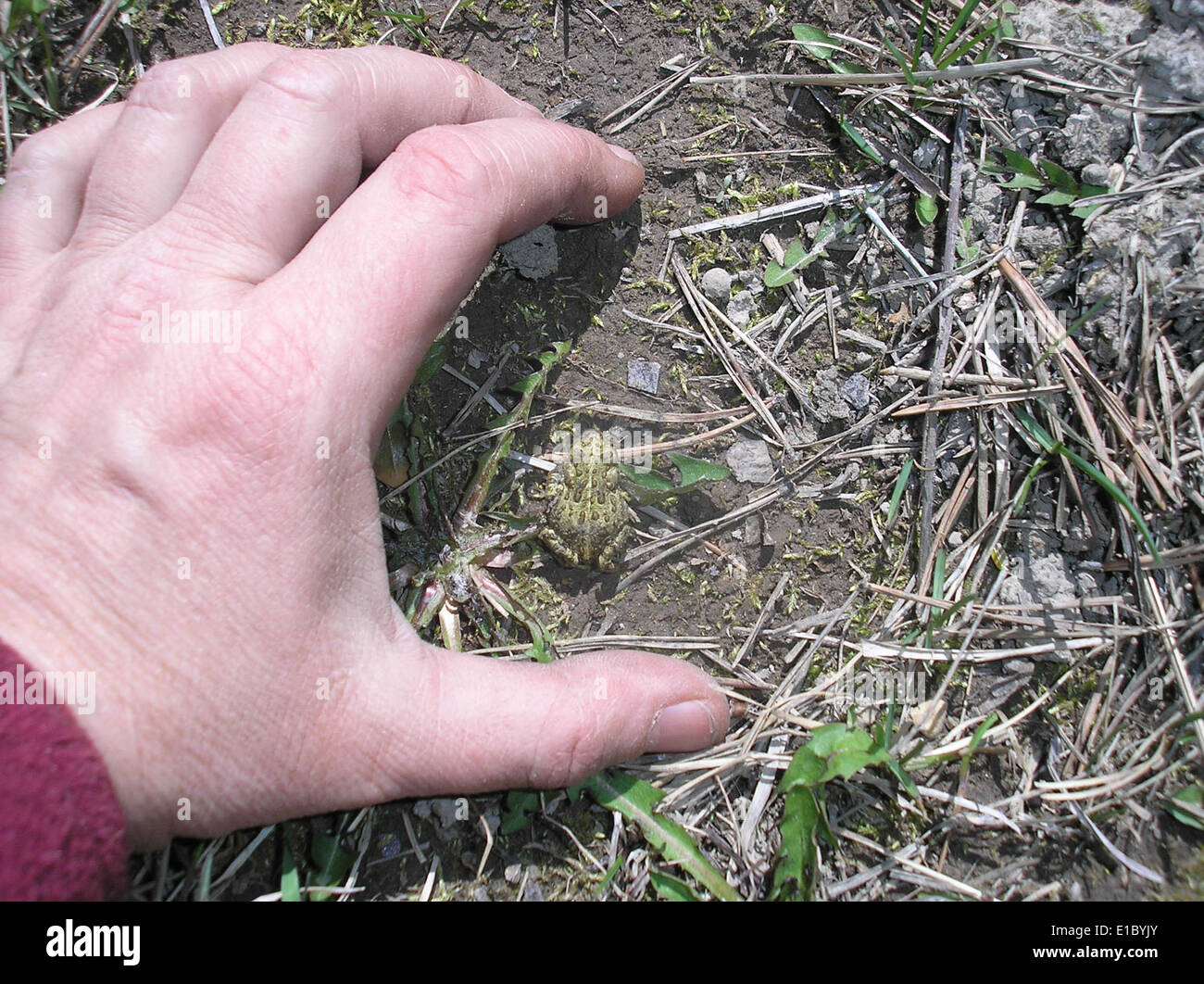 Western toad forest hi-res stock photography and images - Alamy