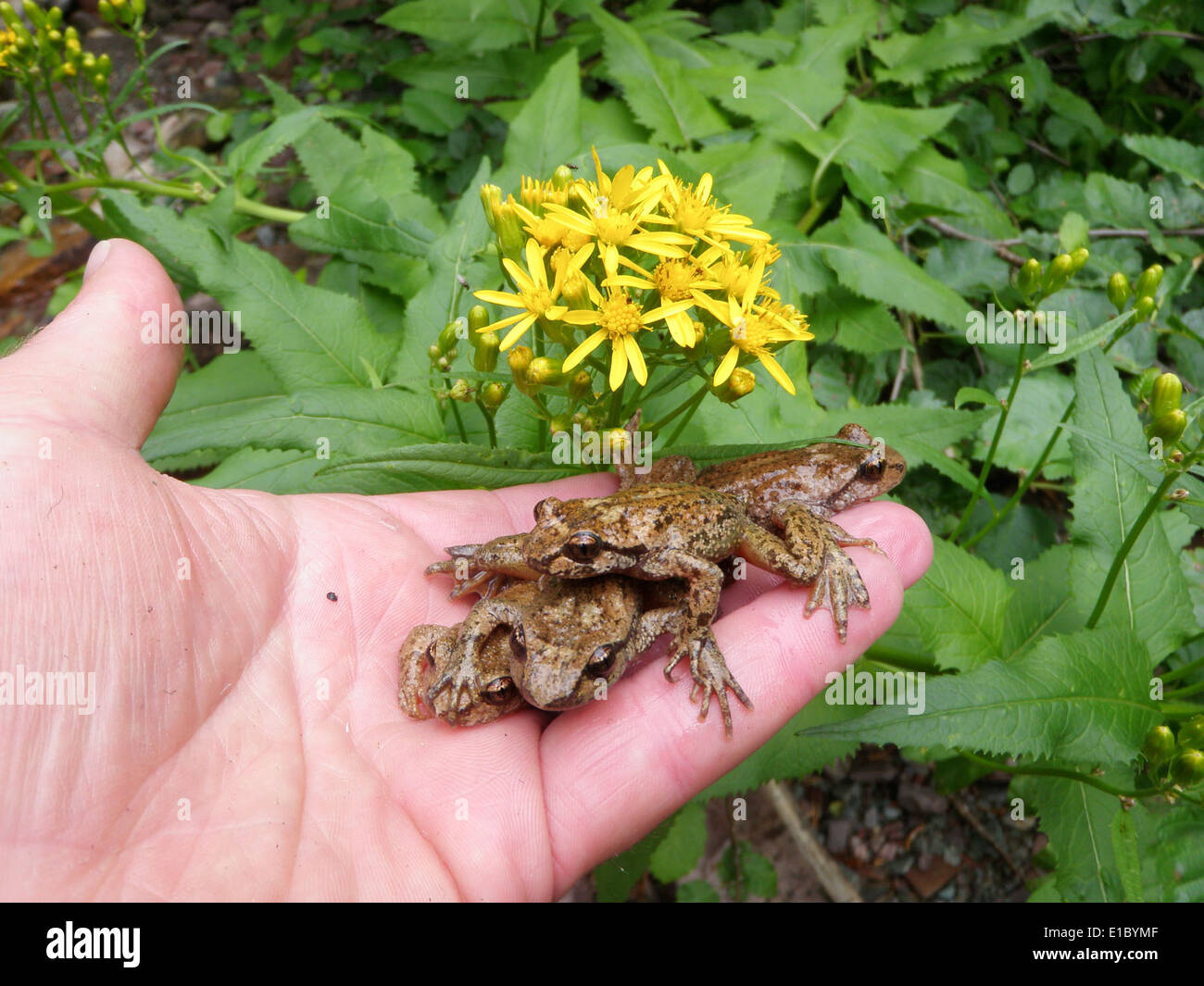 Tailed frog hi-res stock photography and images - Alamy