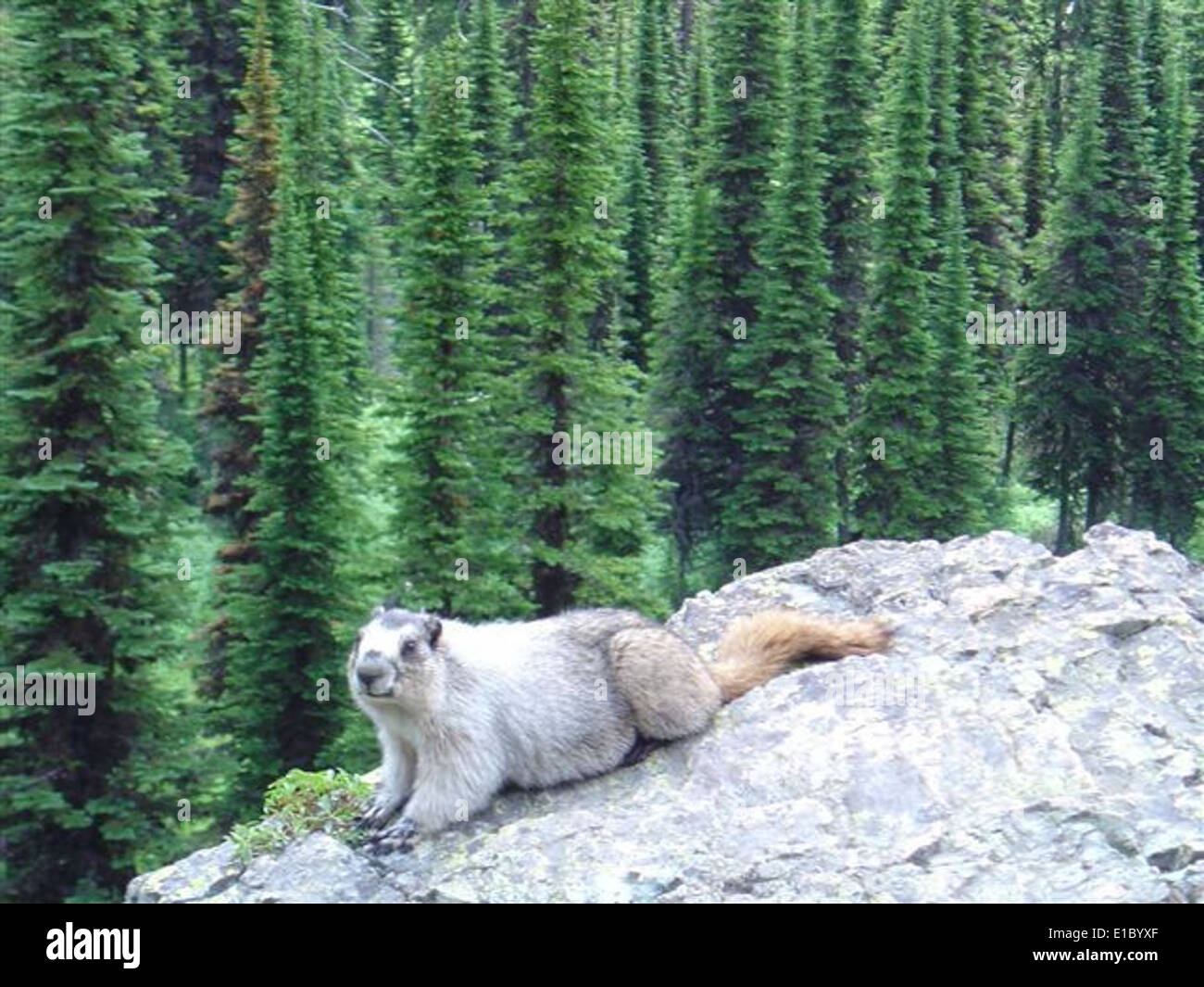 A hoary marmot is seen on Marmot Rock in Big Mountain, located within ...