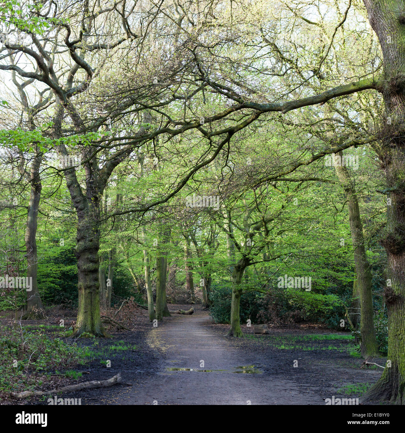 Highgate woods london hi-res stock photography and images - Alamy