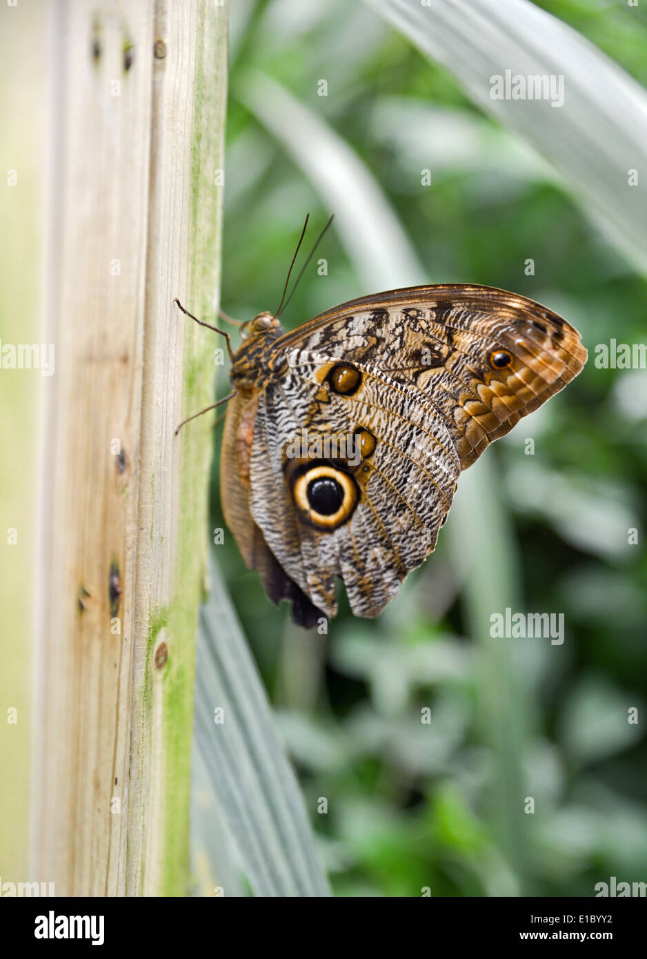An owl butterfly Stock Photo - Alamy