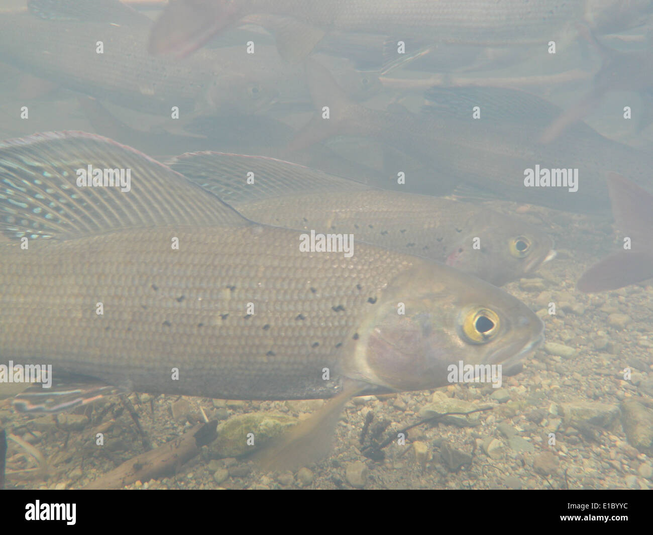 Spawning grayling hi-res stock photography and images - Alamy