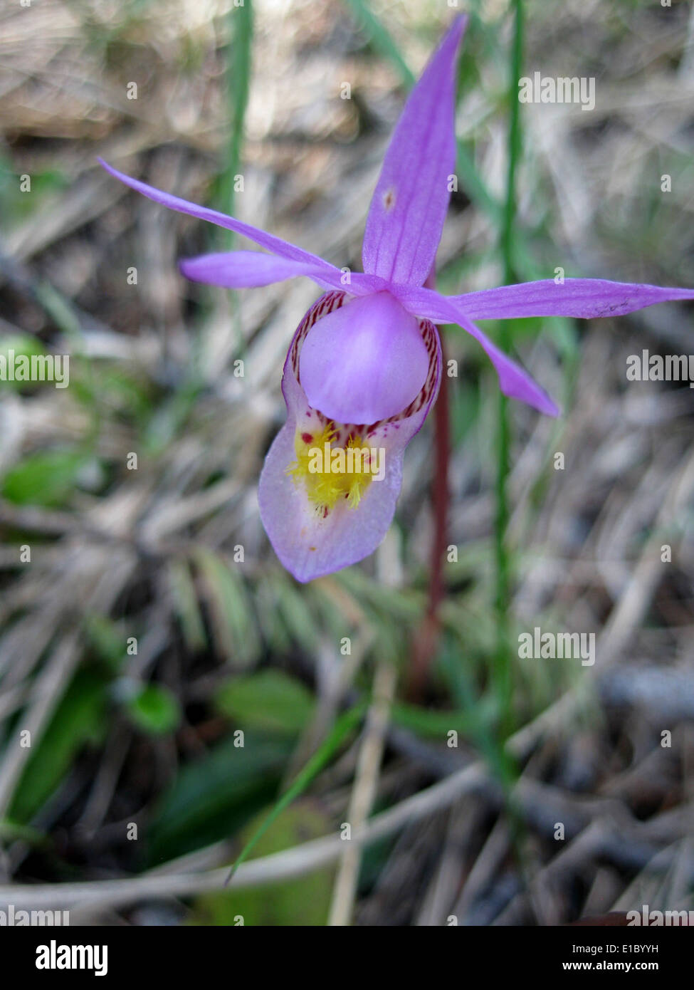 The Fairy Slipper (Calypso bulbosa), an orchid species, grows in the ...