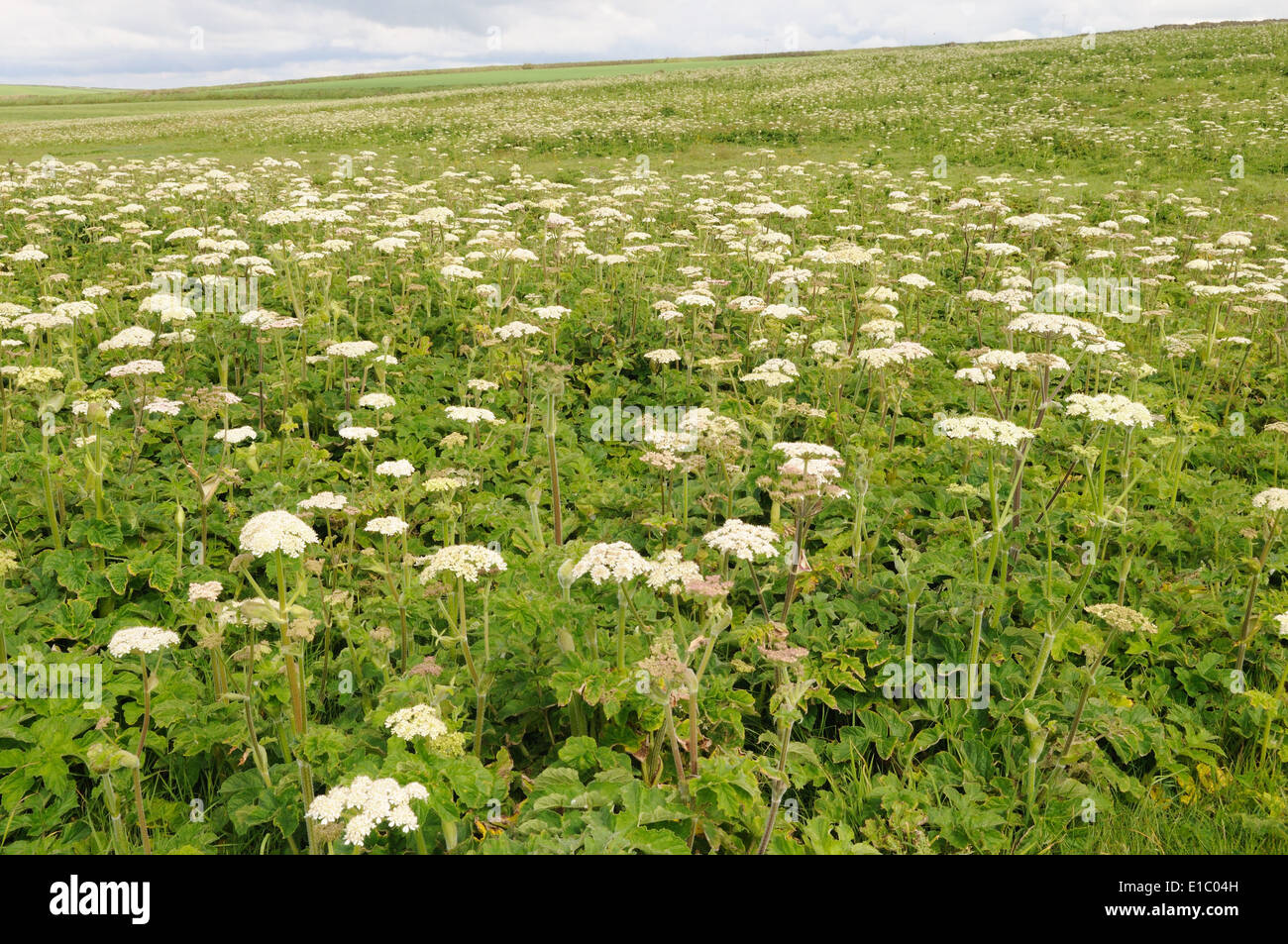 Field of hog weed flowers growing on the coast near St Brides bay ...