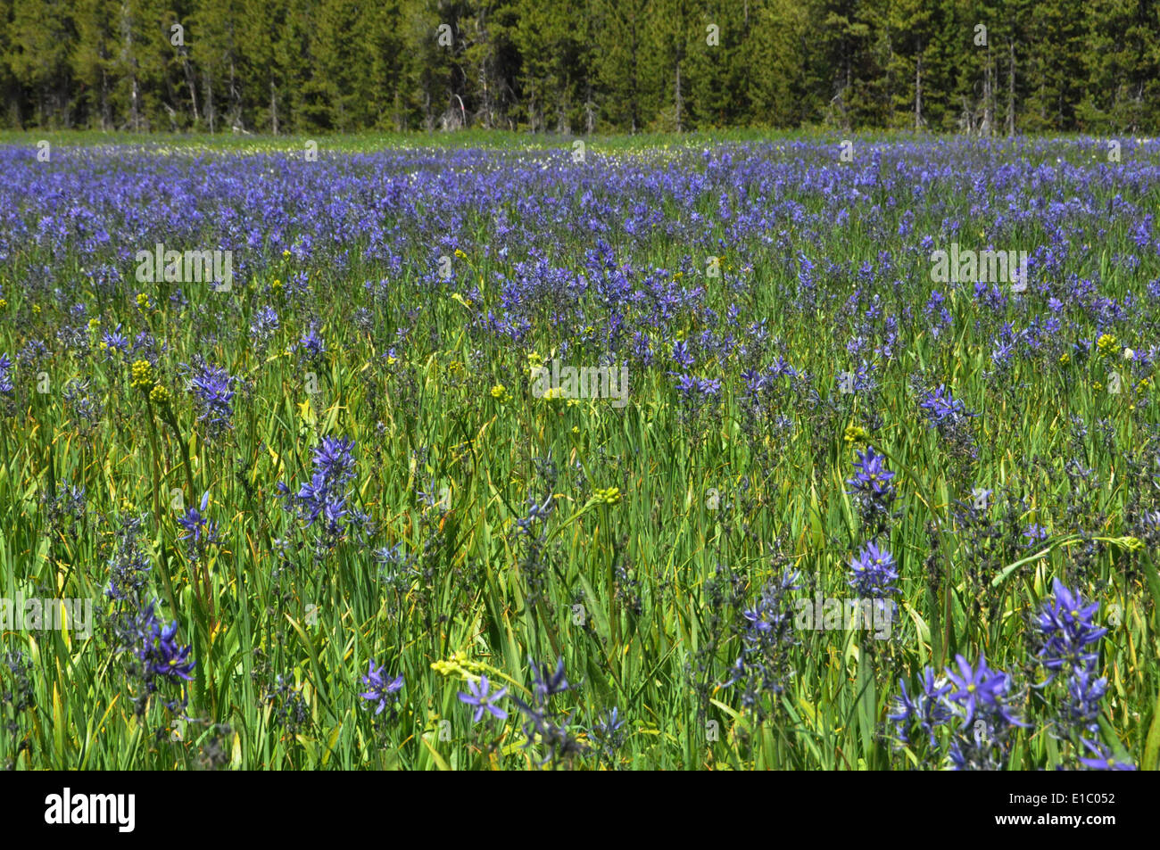 Nez perce historic trail hi-res stock photography and images - Alamy