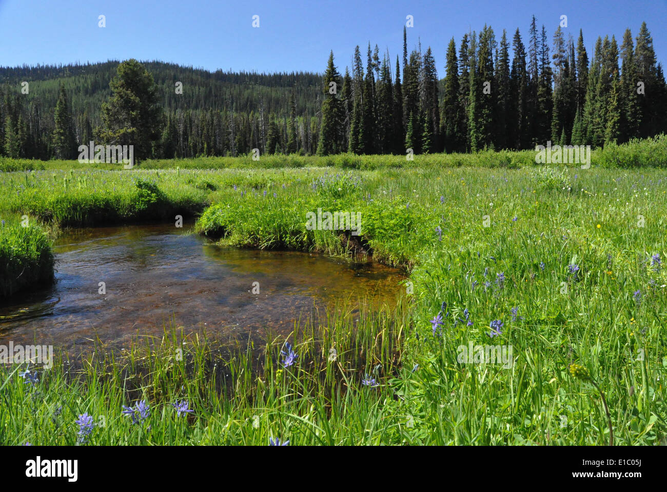 The Packer Meadows area is part of the NP National Historic Trail and ...