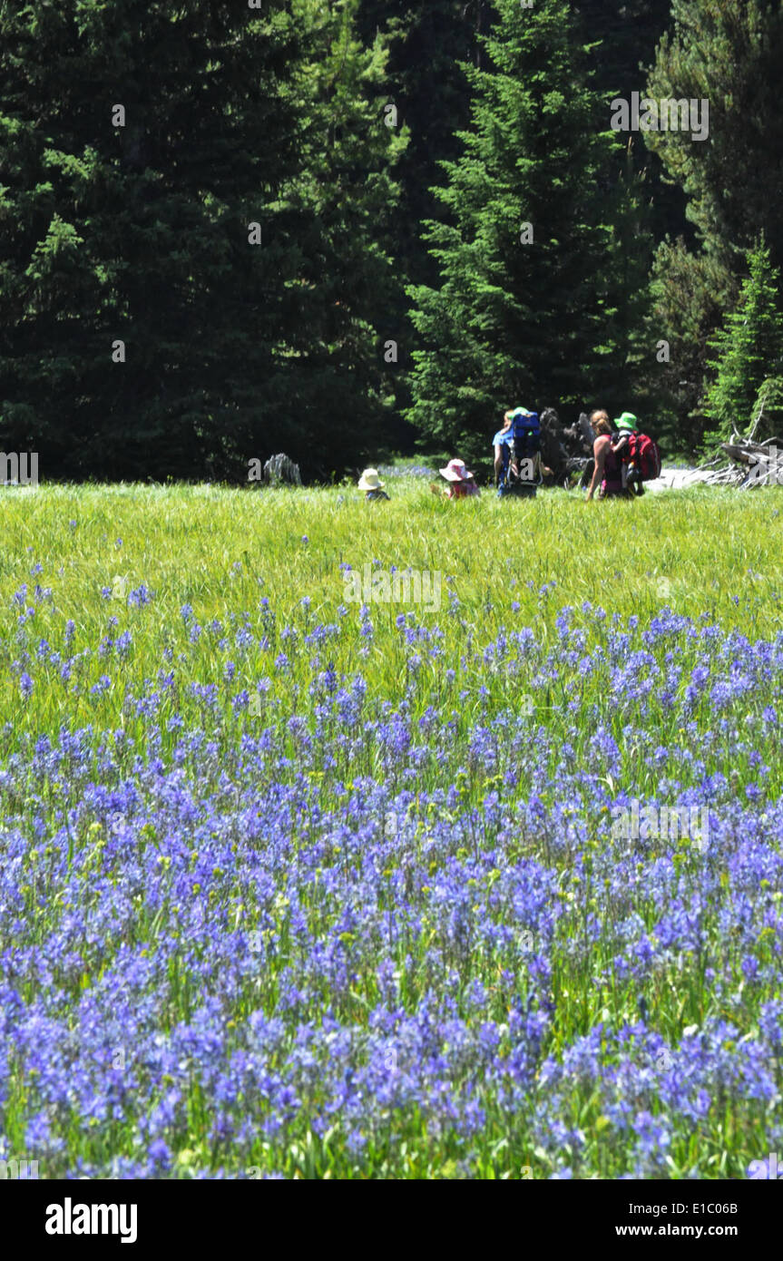 Packer meadows hi-res stock photography and images - Alamy