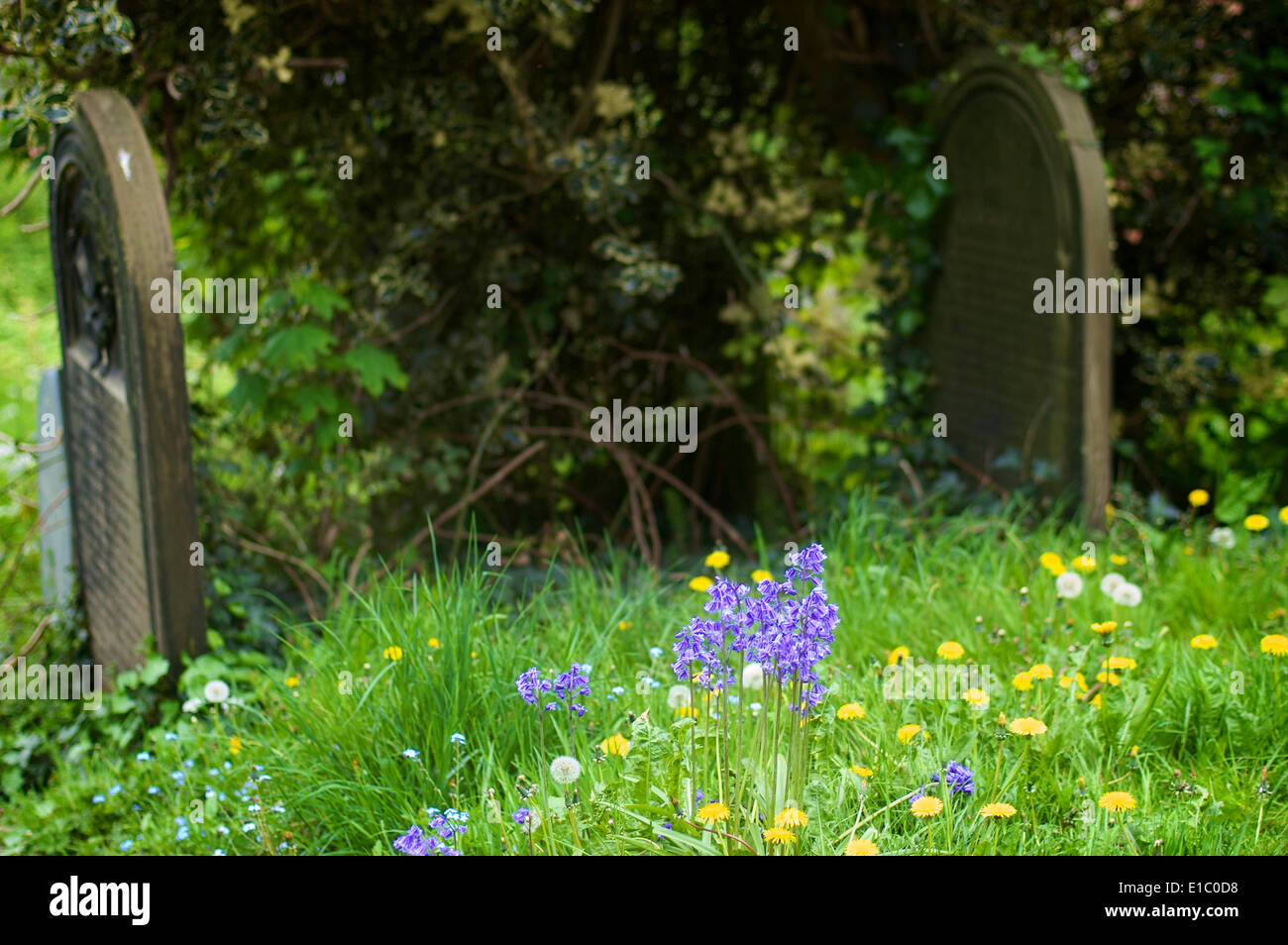 Gravestones and spring flowers hi-res stock photography and images - Alamy