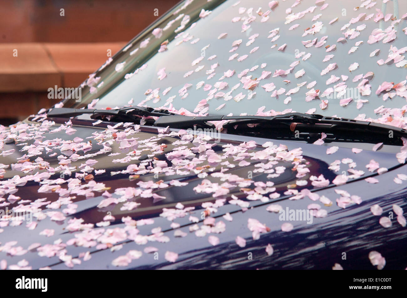 Blossom on car hi-res stock photography and images - Alamy