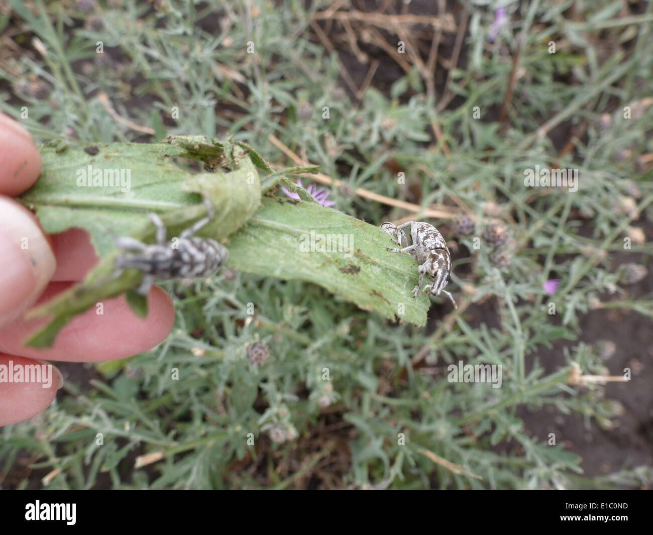The Knapweed Root Weevil is a biological control agent used to manage invasive knapweed species ...