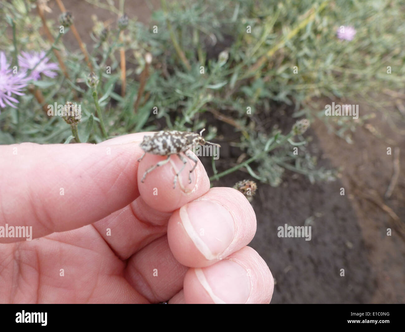 The Knapweed Root Weevil is a biological control insect used to target invasive knapweed species ...