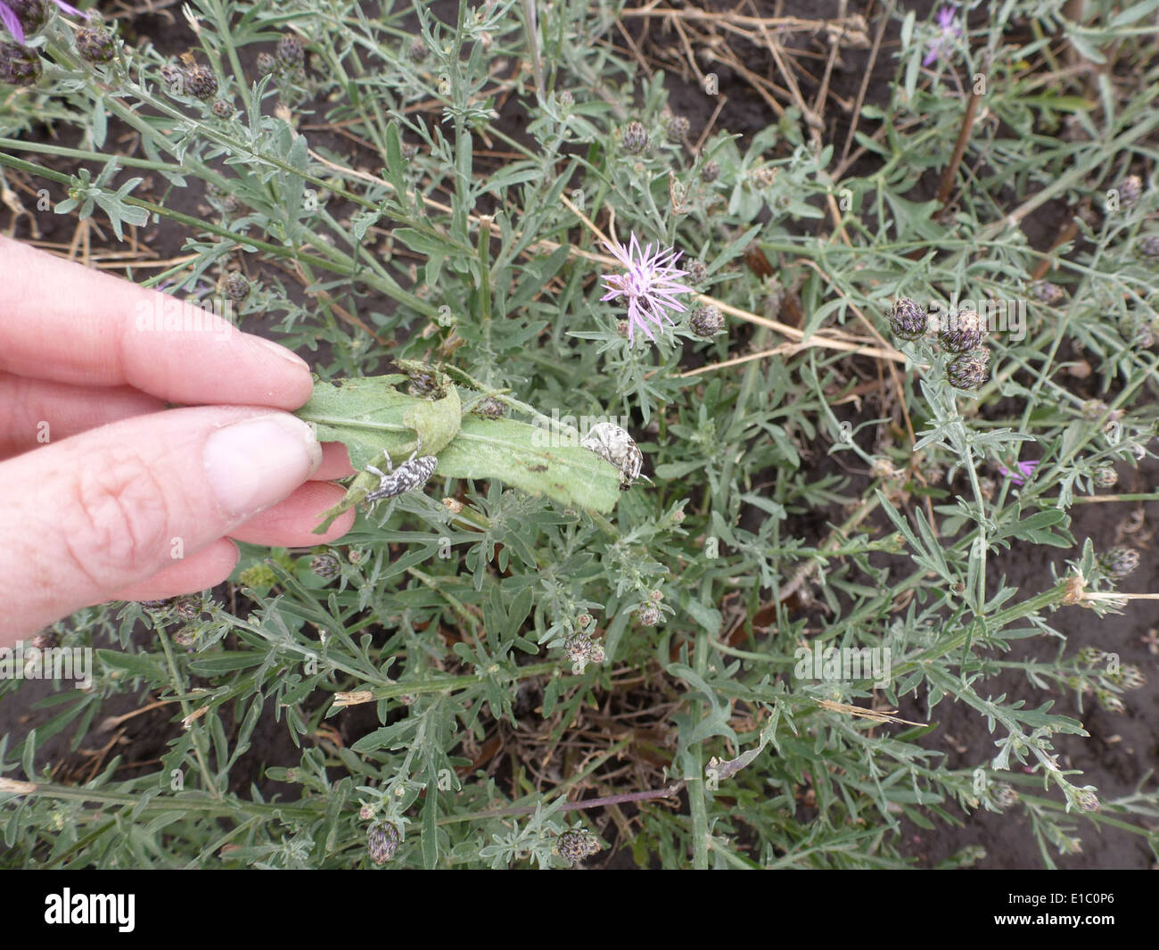 The Knapweed Root Weevil is an important biological control agent used ...