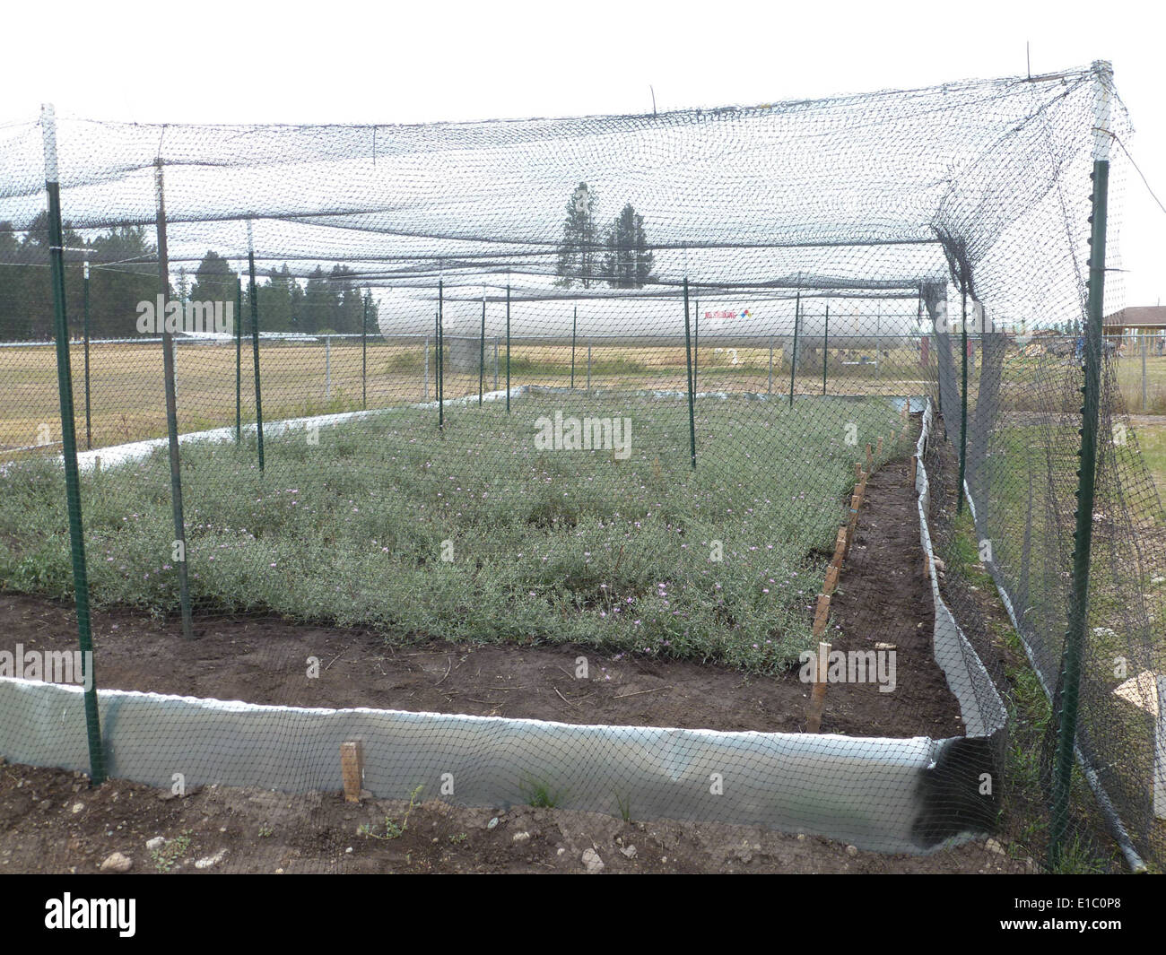 Importance of insects hi-res stock photography and images - Alamy