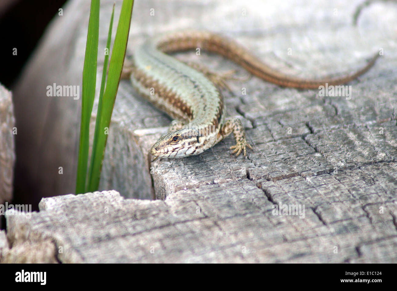 Sand Lizard Eggs High Resolution Stock Photography and Images - Alamy