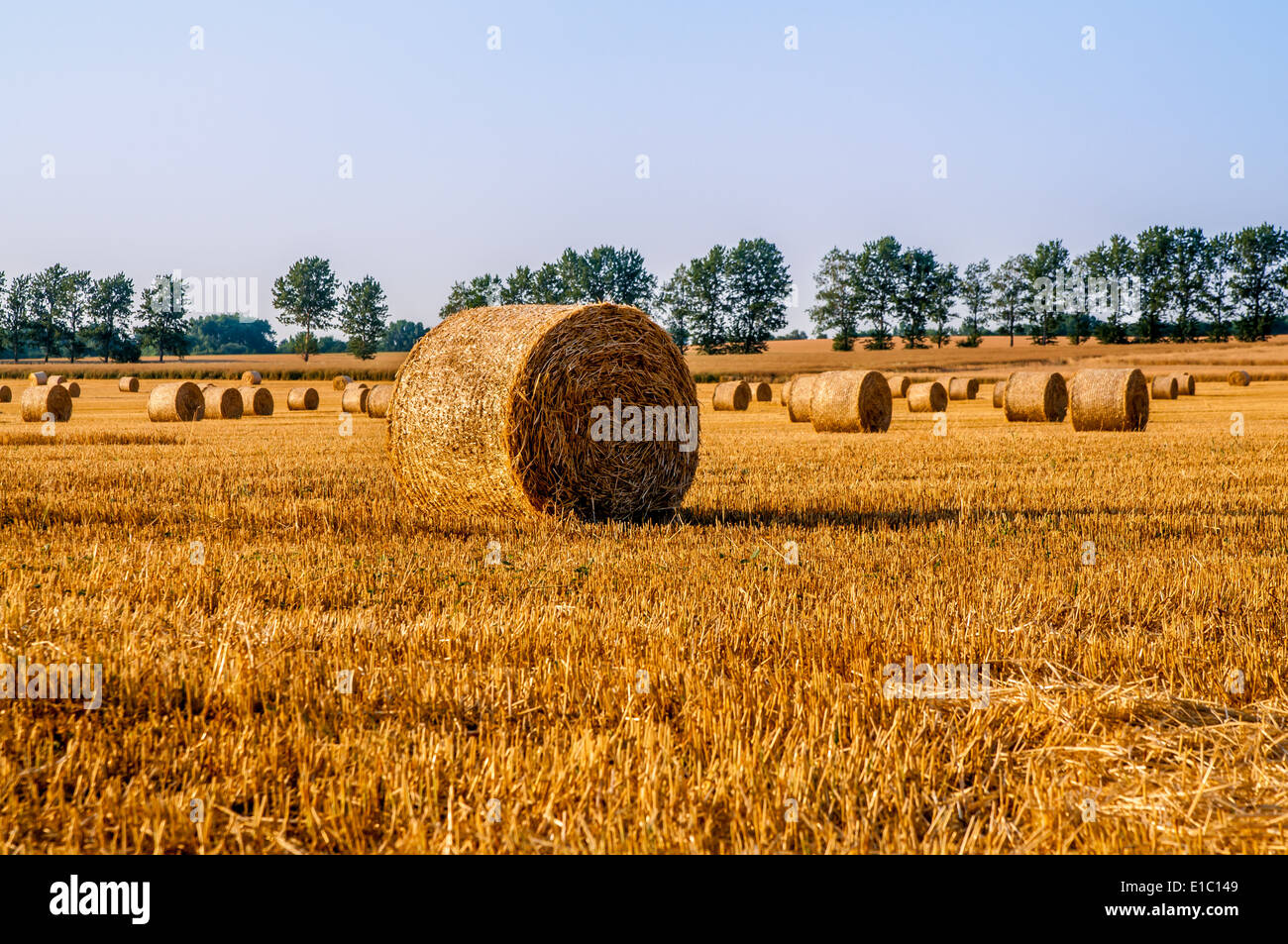 Straw rolls on summer farmer field Stock Photo - Alamy