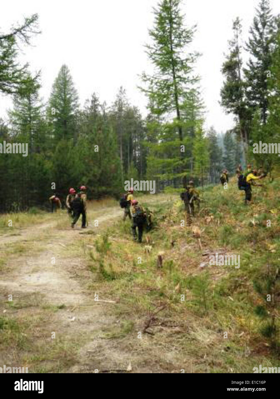 Fuel break forest hi-res stock photography and images - Alamy