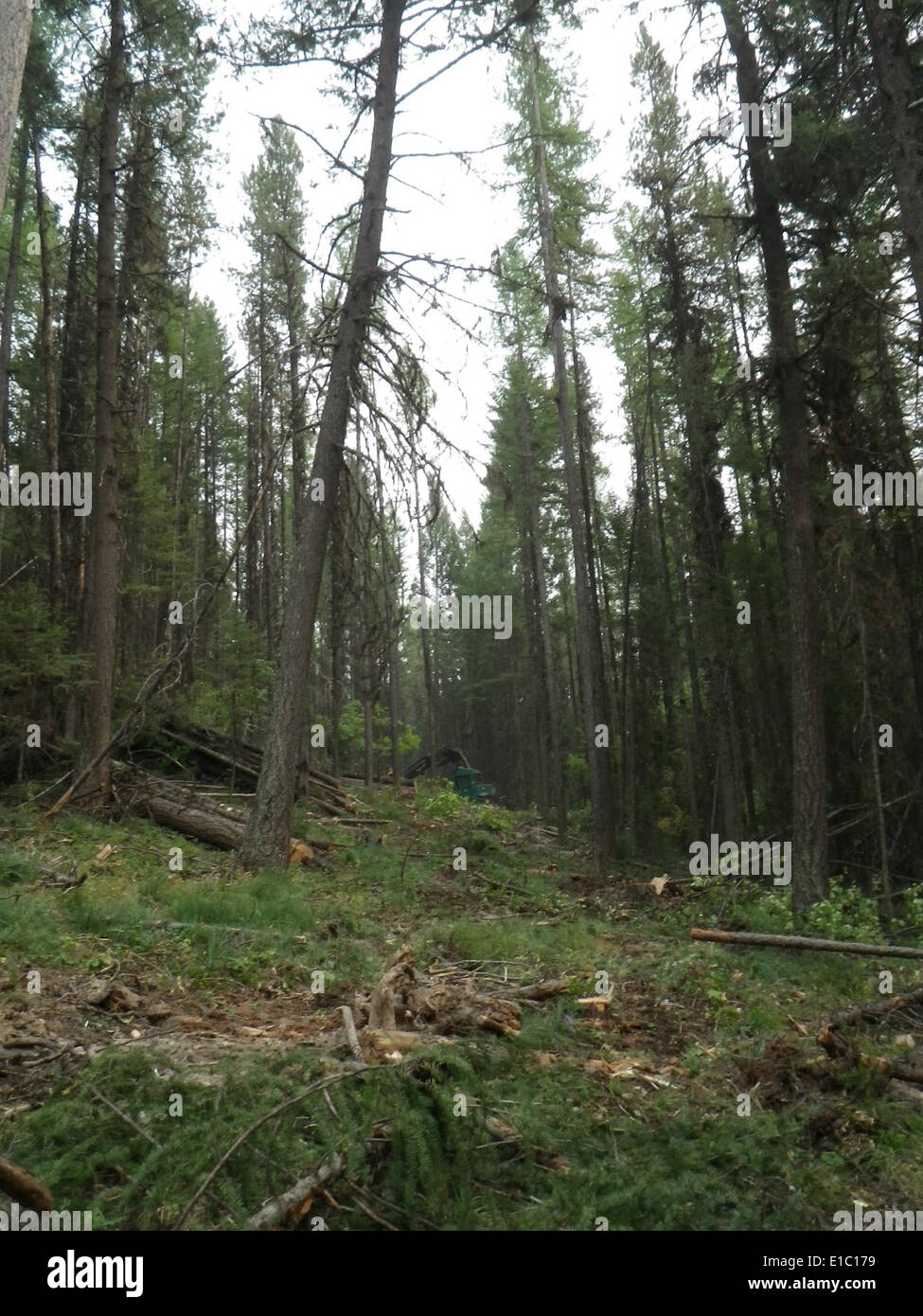 Fuel break forest hi-res stock photography and images - Alamy