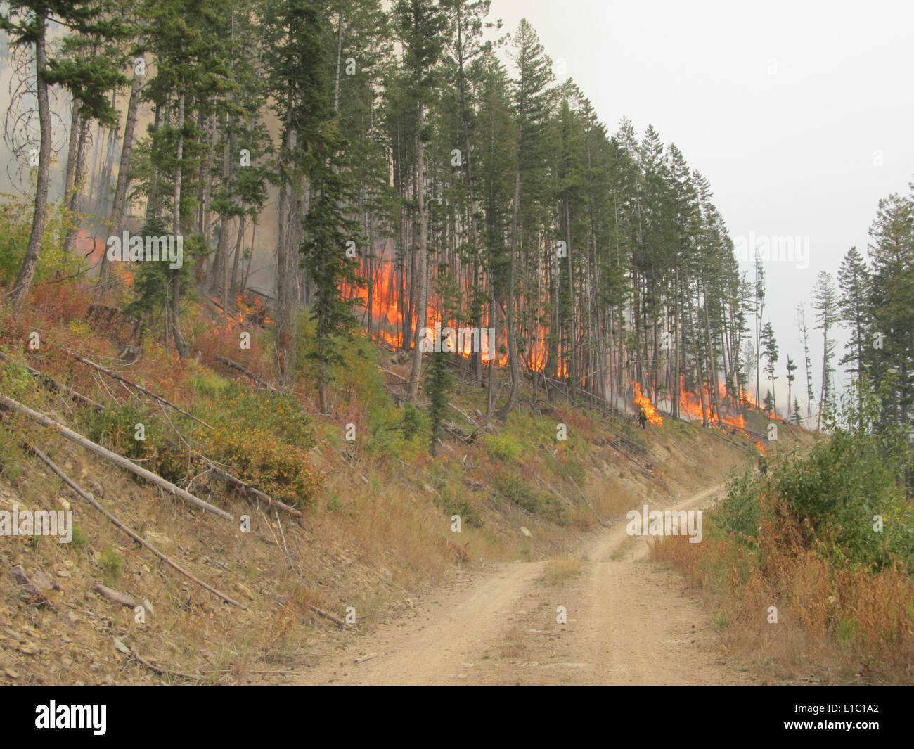 A hand crew conducts a burnout operation, a fire management technique ...