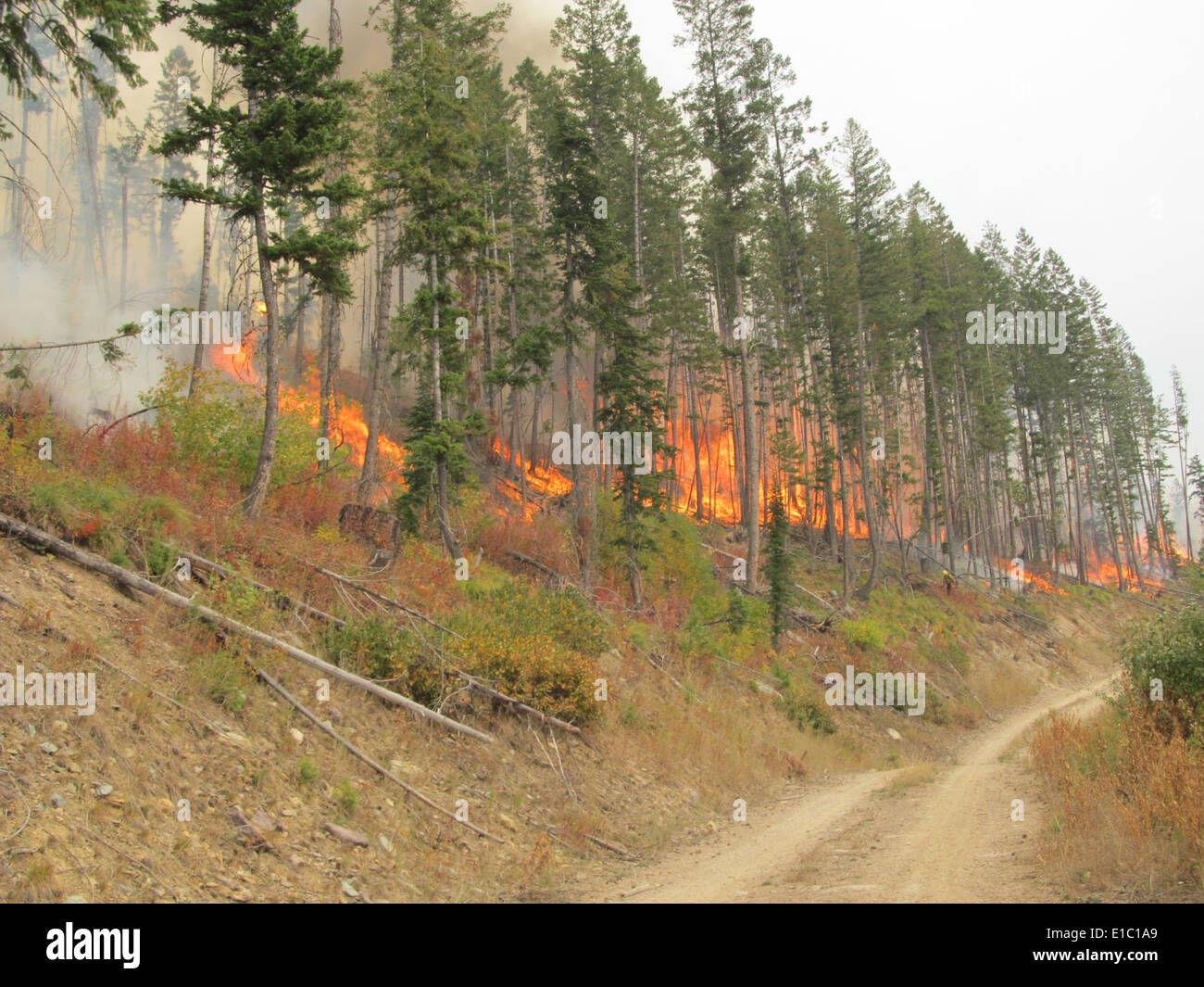 A hand crew conducts a burnout operation as part of wildfire control ...
