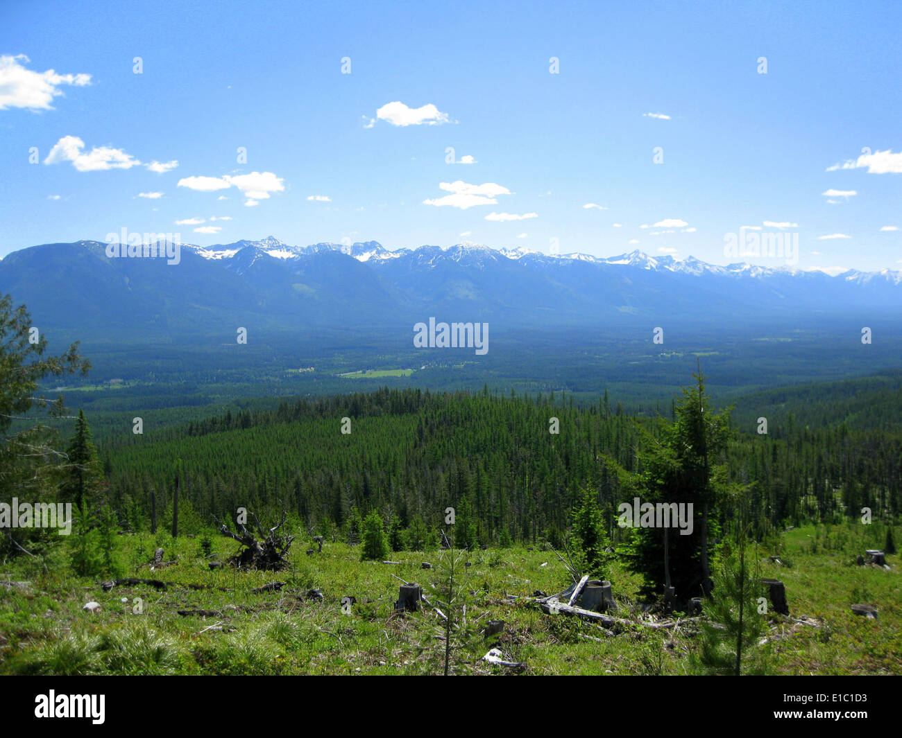 Swan service hi-res stock photography and images - Alamy