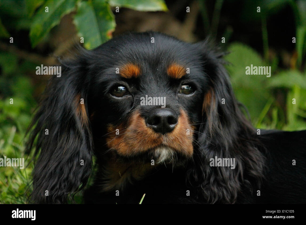 Cavalier king charles spaniel eye hi-res stock photography and images ...
