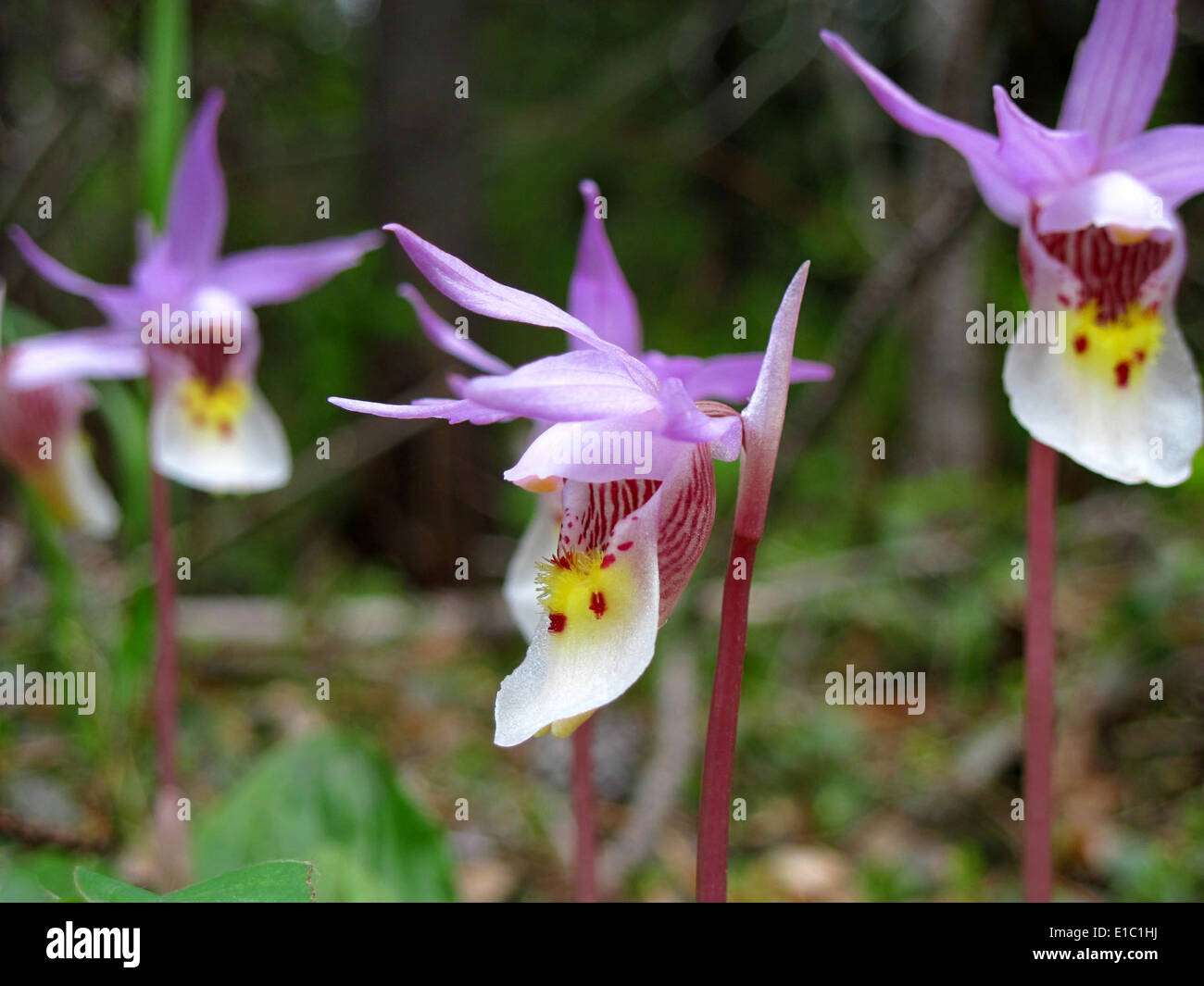 The Fairy Slipper (Calypso bulbosa) is an orchid native to the Flathead ...
