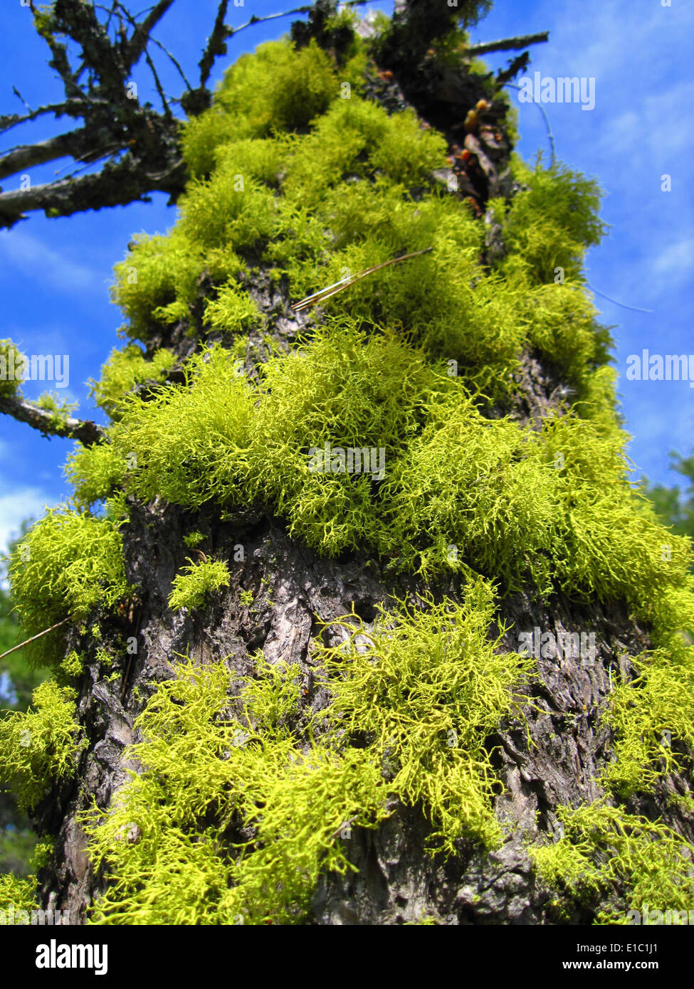 Letharia wolf lichen on tree hi-res stock photography and images - Alamy