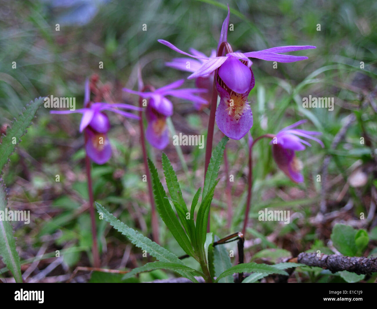 Fairy slipper calypso bulbosa hi-res stock photography and images - Alamy