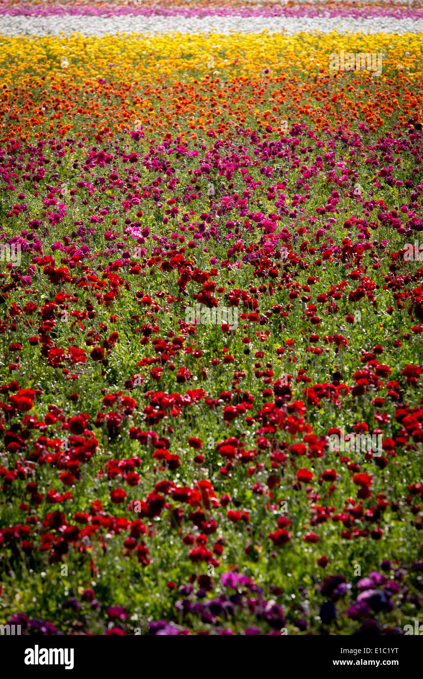 Huge and colorful flower fields at a nursery Carlsbad, in April 2014 ...