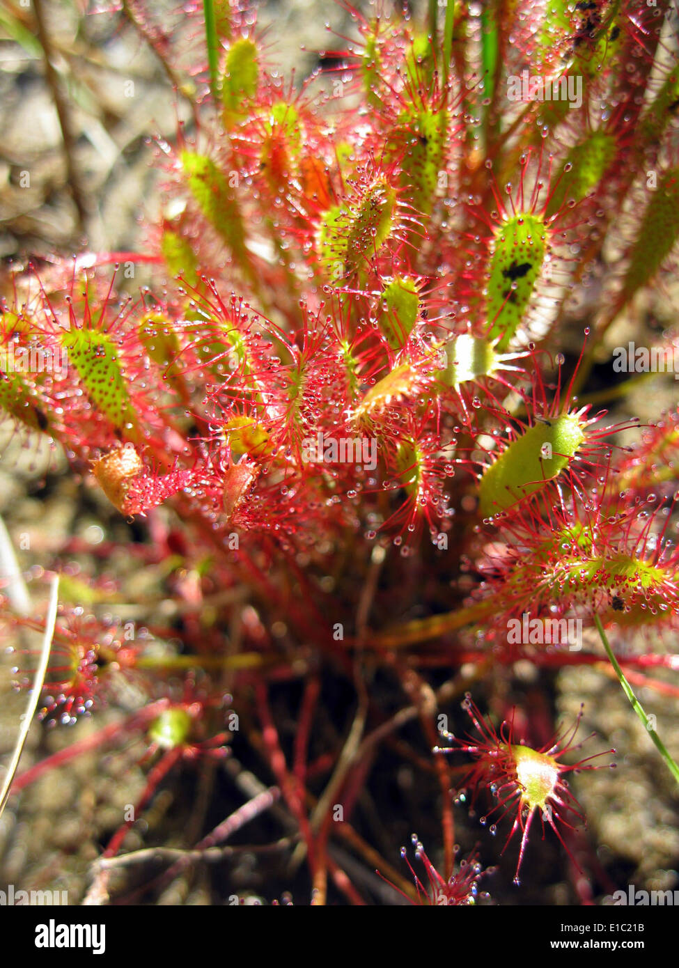 English sundew drosera anglica hi-res stock photography and images - Alamy