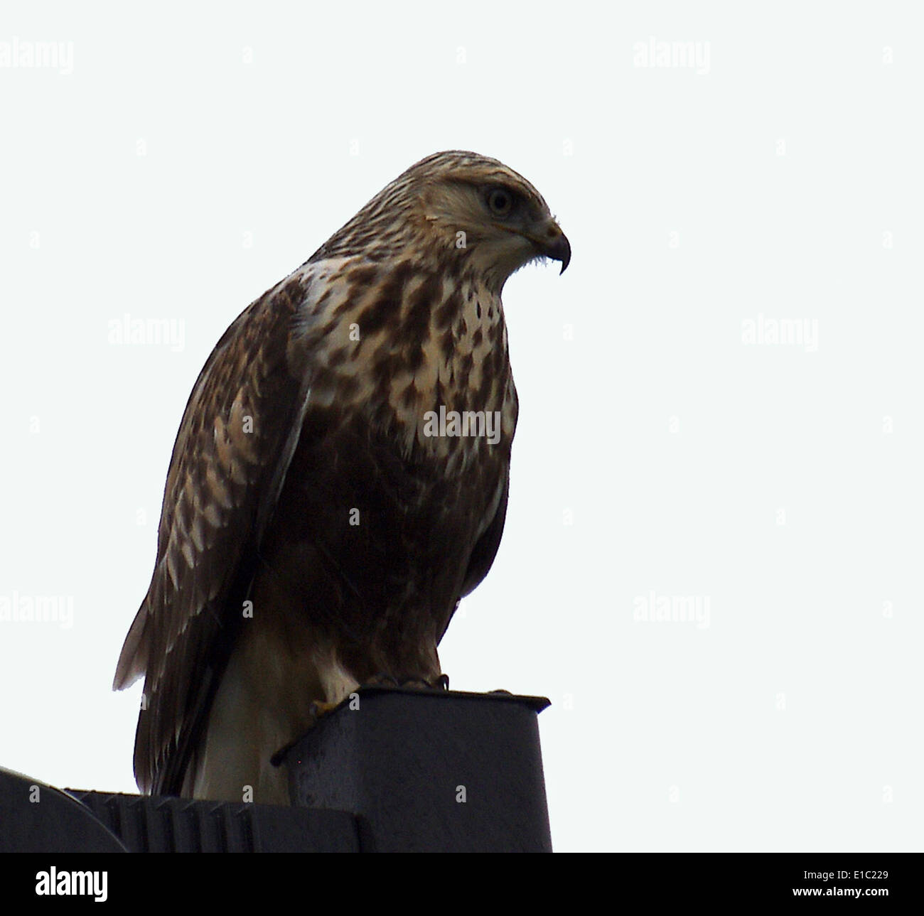 Roughlegged hi-res stock photography and images - Alamy