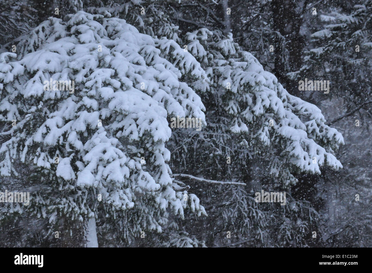 A photograph of Lolo Creek, part of the Nez Perce National Historic ...
