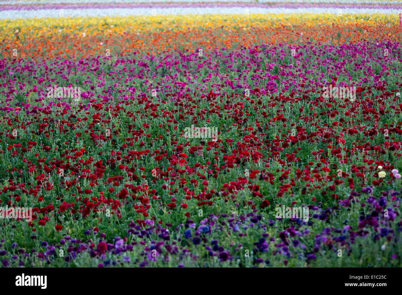 Huge and colorful flower fields at a nursery Carlsbad, in April 2014 ...