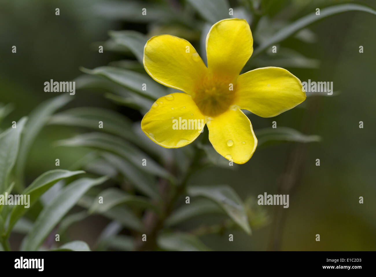 An ornamental flower in a garden. Goa, India Stock Photo - Alamy