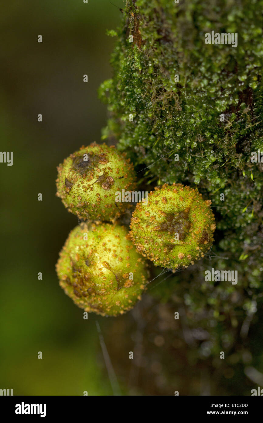 Fig tree of india hi-res stock photography and images - Alamy