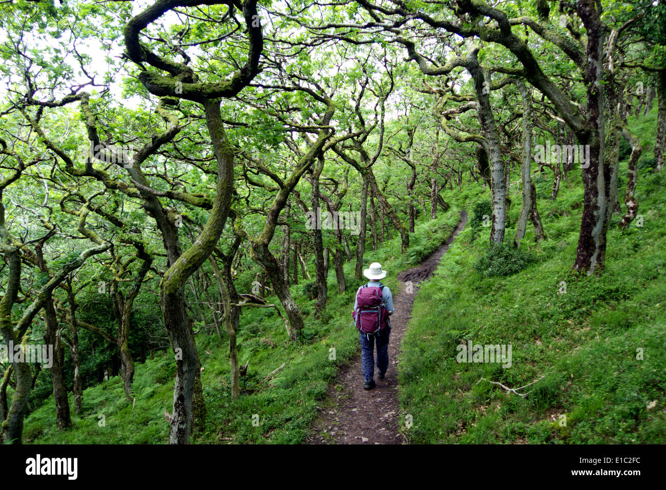 Walker in ancient oak woodland, Horner Wood, Holnicote Estate, nr ...