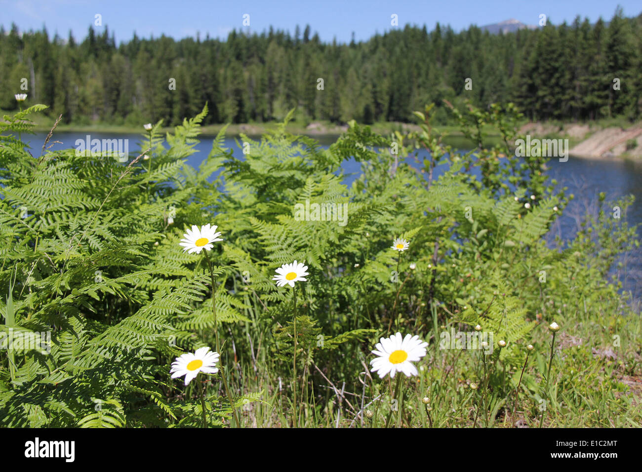 Bull River Day Use Area Stock Photo - Alamy