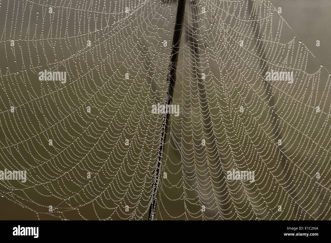 Dew drops on an orb web spider at dawn, Goa, India Stock Photo - Alamy