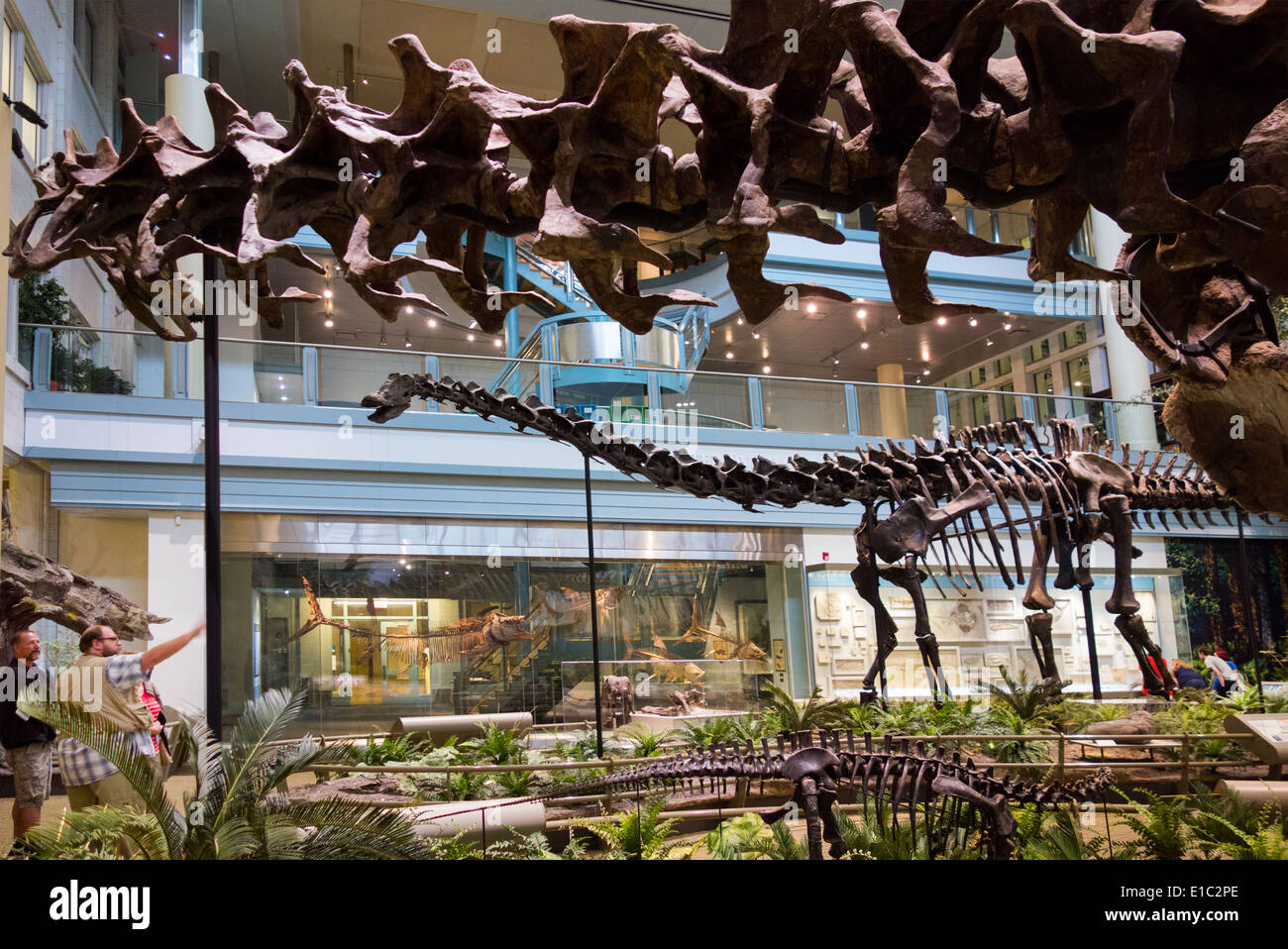 Carnegie museum of natural history in Pittsburgh PA Stock Photo - Alamy