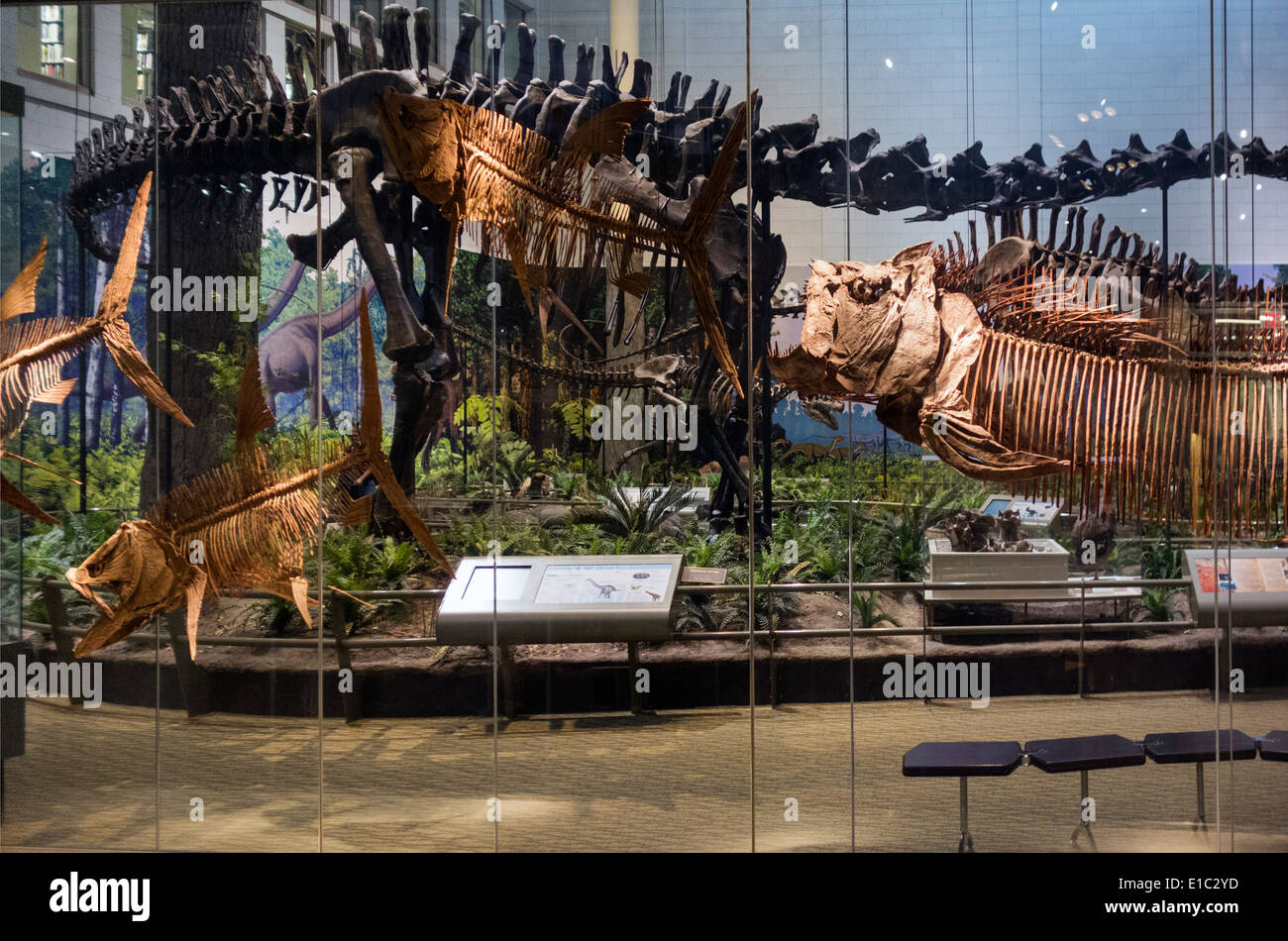 Carnegie museum of natural history in Pittsburgh PA Stock Photo - Alamy