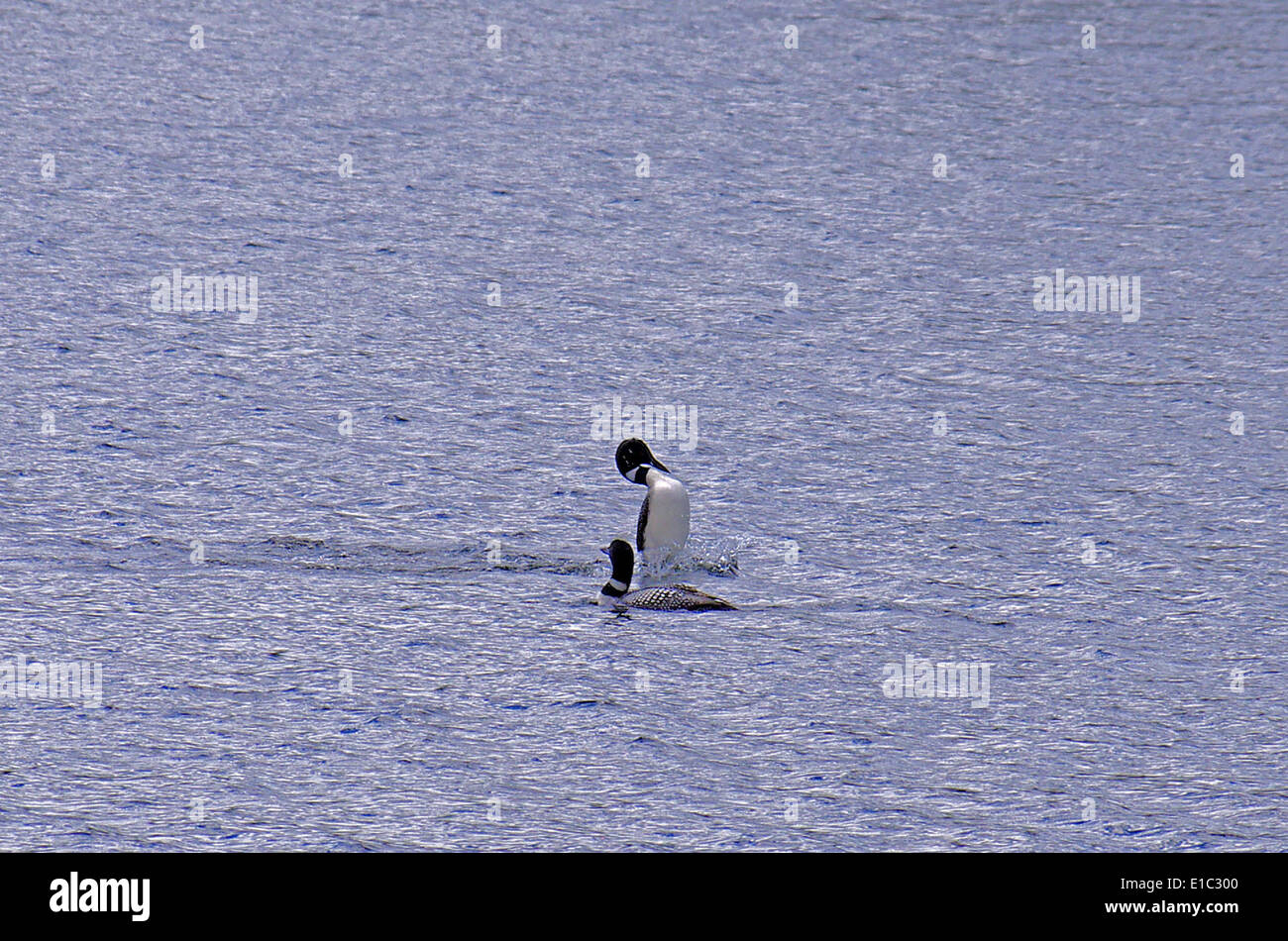 The Glacier View Ranger District within Flathead National Forest in ...