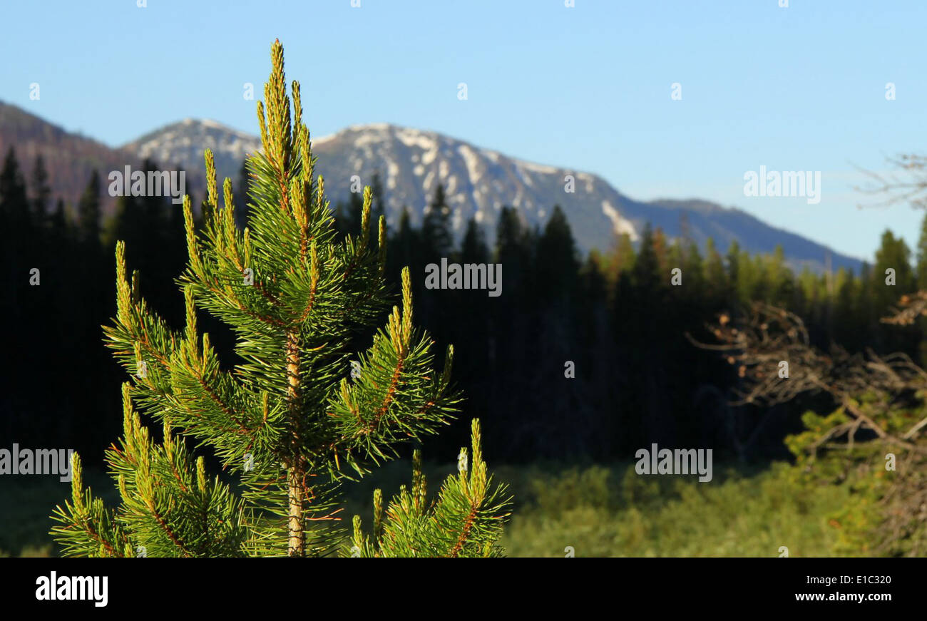 The Meadow Creek Area in the Helena National Forest is known for its ...